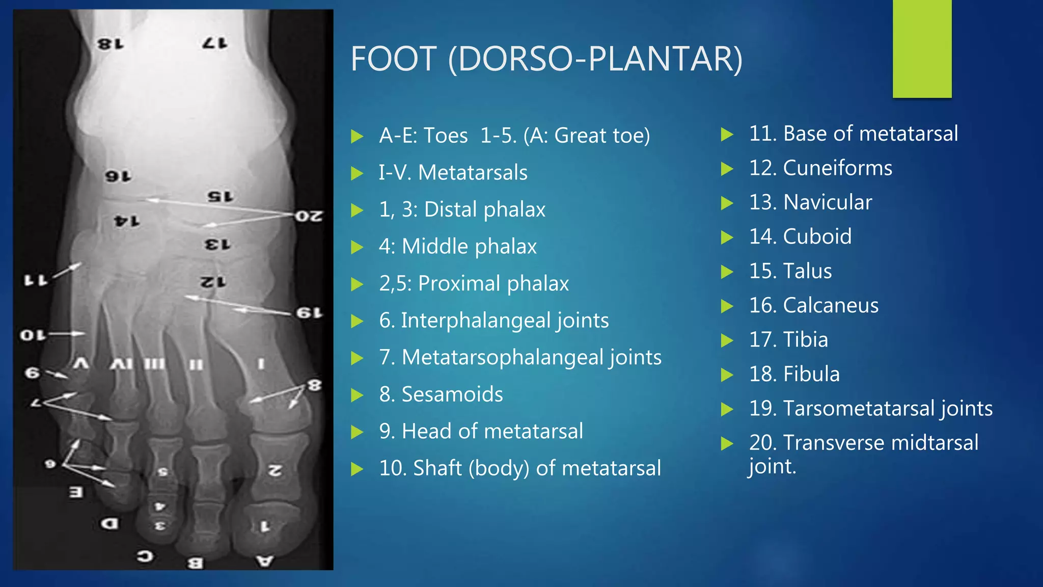 Radiology of the lower extremity dr asif ali khan | PPTX