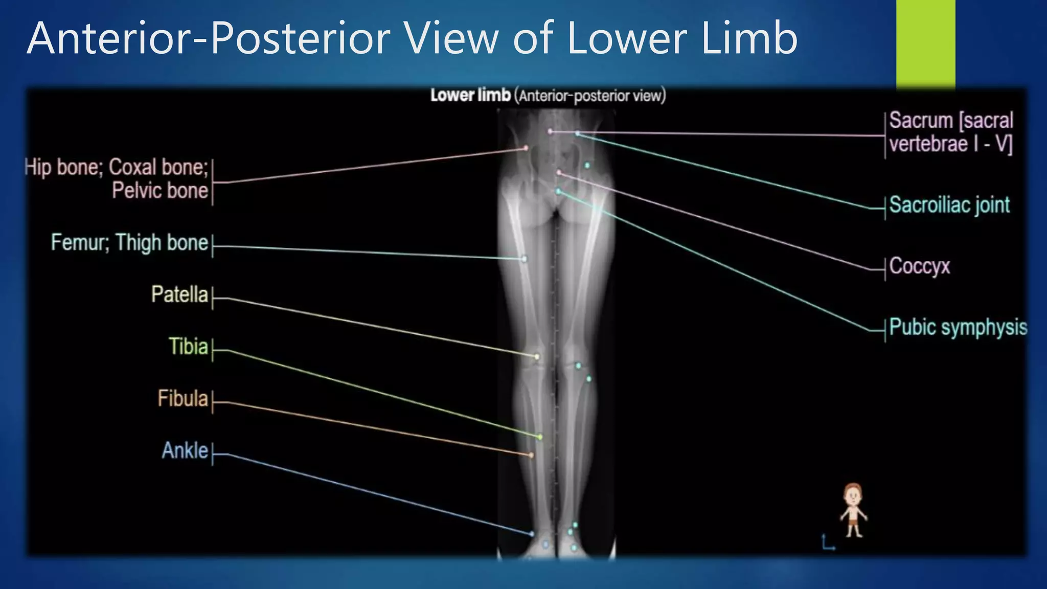 Radiology of the lower extremity dr asif ali khan | PPTX