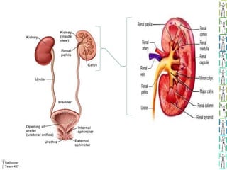 Radiology of the renal system.pptx