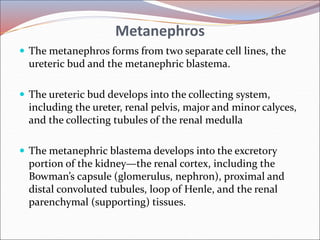 Radiology of urogenital systsm slide share | PPT