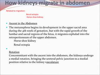 Radiology of urogenital systsm slide share | PPT