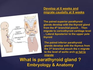 Radionuclide imaging of parathyroid glands | PPTX | Thyroid Disorders ...