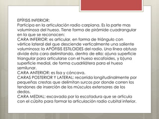 hueso radio anatomia | PPTX