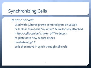 Radiosensitivity and cell age in mitotic cycle .pptx