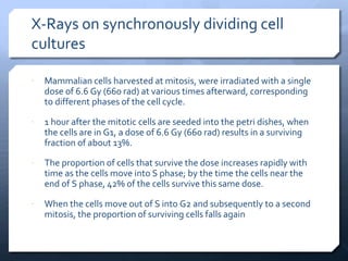 Radiosensitivity and cell age in mitotic cycle .pptx