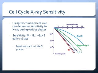 Radiosensitivity and cell age in mitotic cycle .pptx