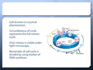 Radiosensitivity and cell age in mitotic cycle .pptx