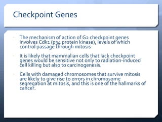 Radiosensitivity and cell age in mitotic cycle .pptx