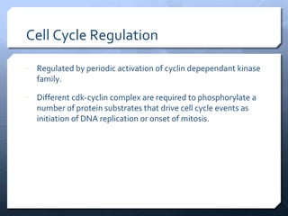 Radiosensitivity and cell age in mitotic cycle .pptx