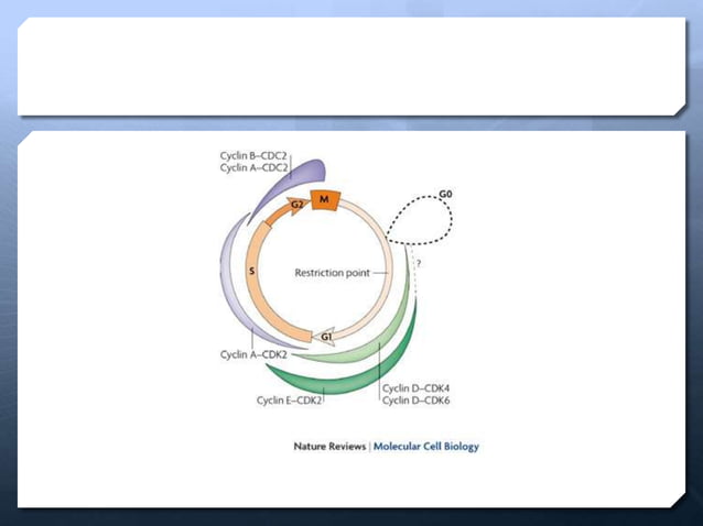 Radiosensitivity and cell age in mitotic cycle .pptx | Biological ...