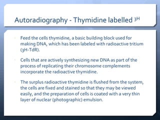 Radiosensitivity and cell age in mitotic cycle .pptx