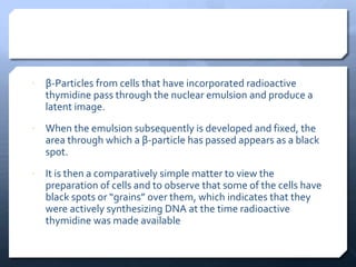 Radiosensitivity and cell age in mitotic cycle .pptx