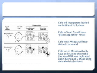 Radiosensitivity and cell age in mitotic cycle .pptx