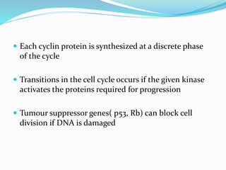Radiosensitivity and cell age in the mitotic cycle | PPTX