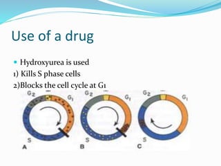 Radiosensitivity and cell age in the mitotic cycle | PPTX