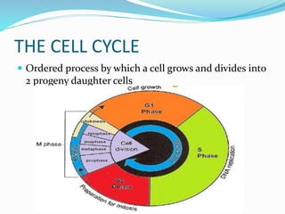 Radiosensitivity and cell age in the mitotic cycle | PPTX