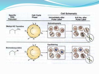 Radiosensitivity and cell age in the mitotic cycle | PPTX