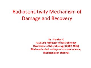 Radiosensitivity mechanism of damage and recovery | PPT