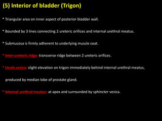 Radiotherapy for bladder cancer part i | PPTX