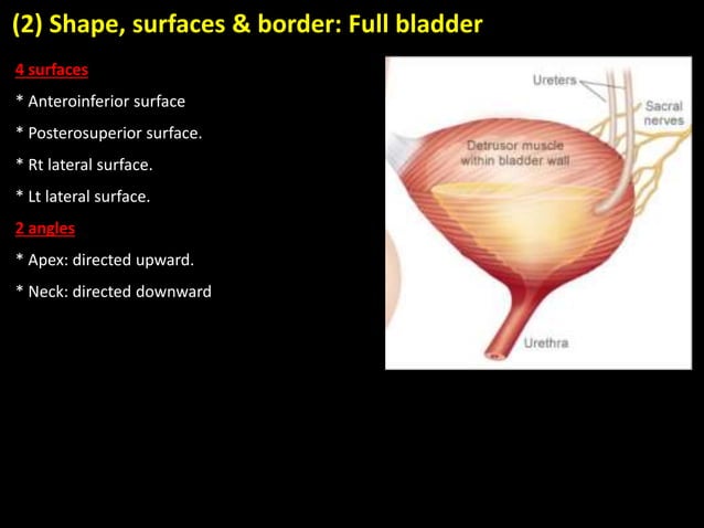 Radiotherapy for bladder cancer part i | PPTX
