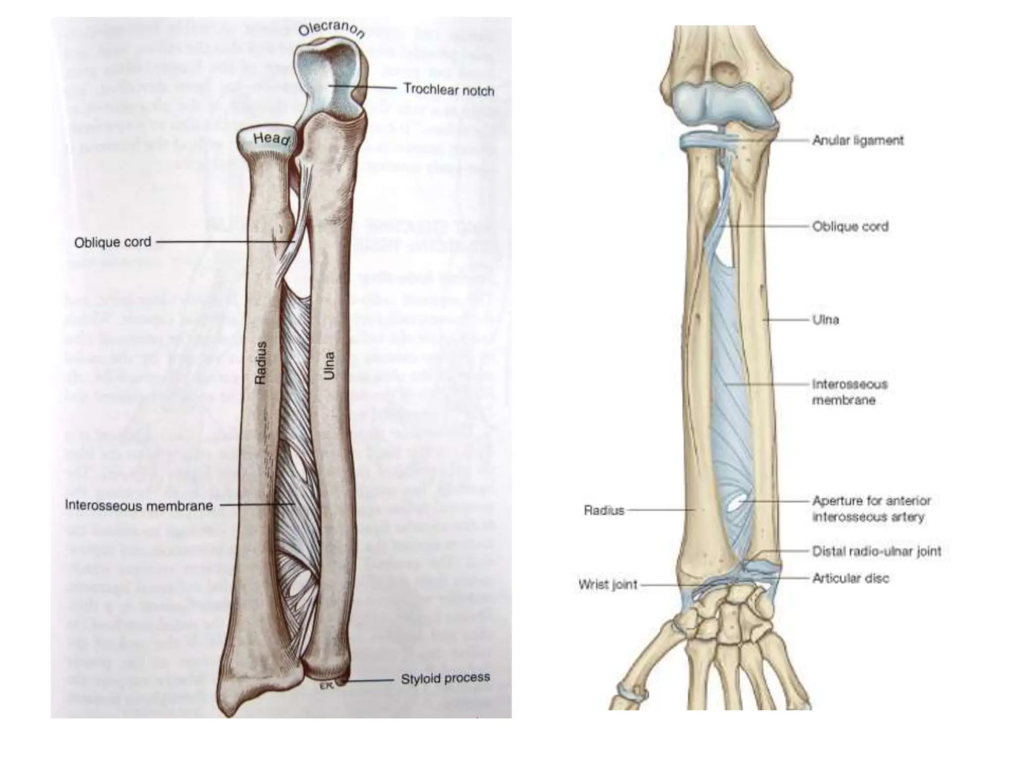 RADIO-ULNAR JOINT IS THE JOINT OF UPPER LIMB IN HUMAN BODY | PPTX