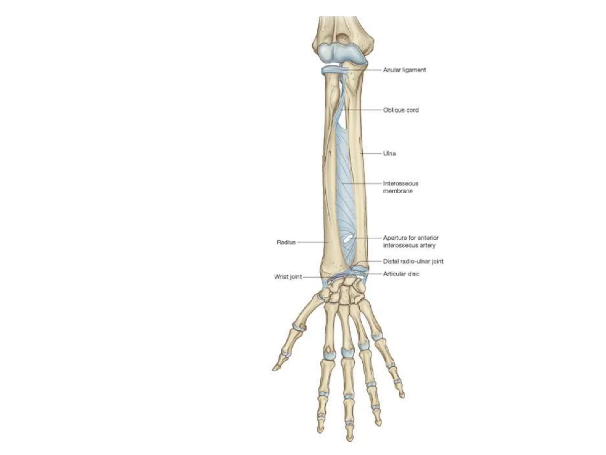 RADIO-ULNAR JOINT IS THE JOINT OF UPPER LIMB IN HUMAN BODY | PPTX