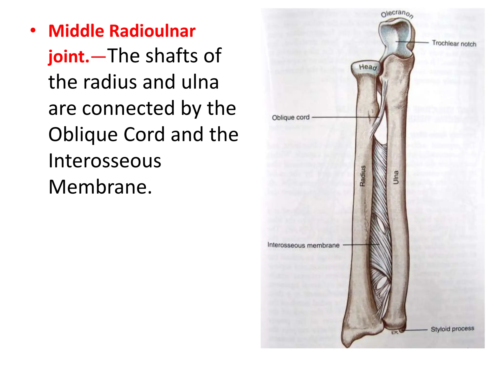 RADIO-ULNAR JOINT IS THE JOINT OF UPPER LIMB IN HUMAN BODY | PPTX