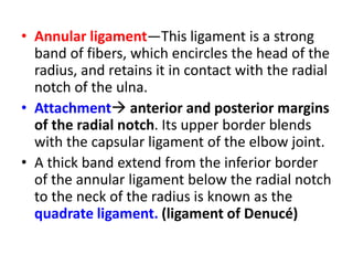 RADIO-ULNAR JOINT IS THE JOINT OF UPPER LIMB IN HUMAN BODY | PPTX