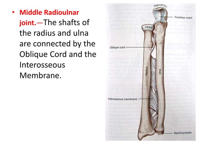 RADIO-ULNAR JOINT IS THE JOINT OF UPPER LIMB IN HUMAN BODY | PPTX