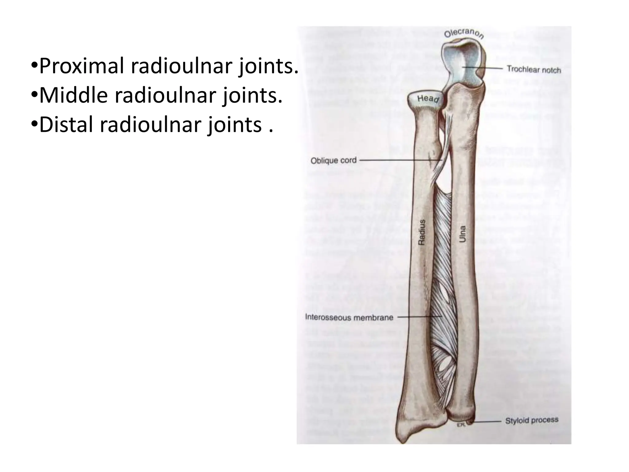 Radio E Ulna