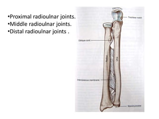 RADIO-ULNAR JOINT IS THE JOINT PRESENT IN HUMAN UPPER LIMB | PPT