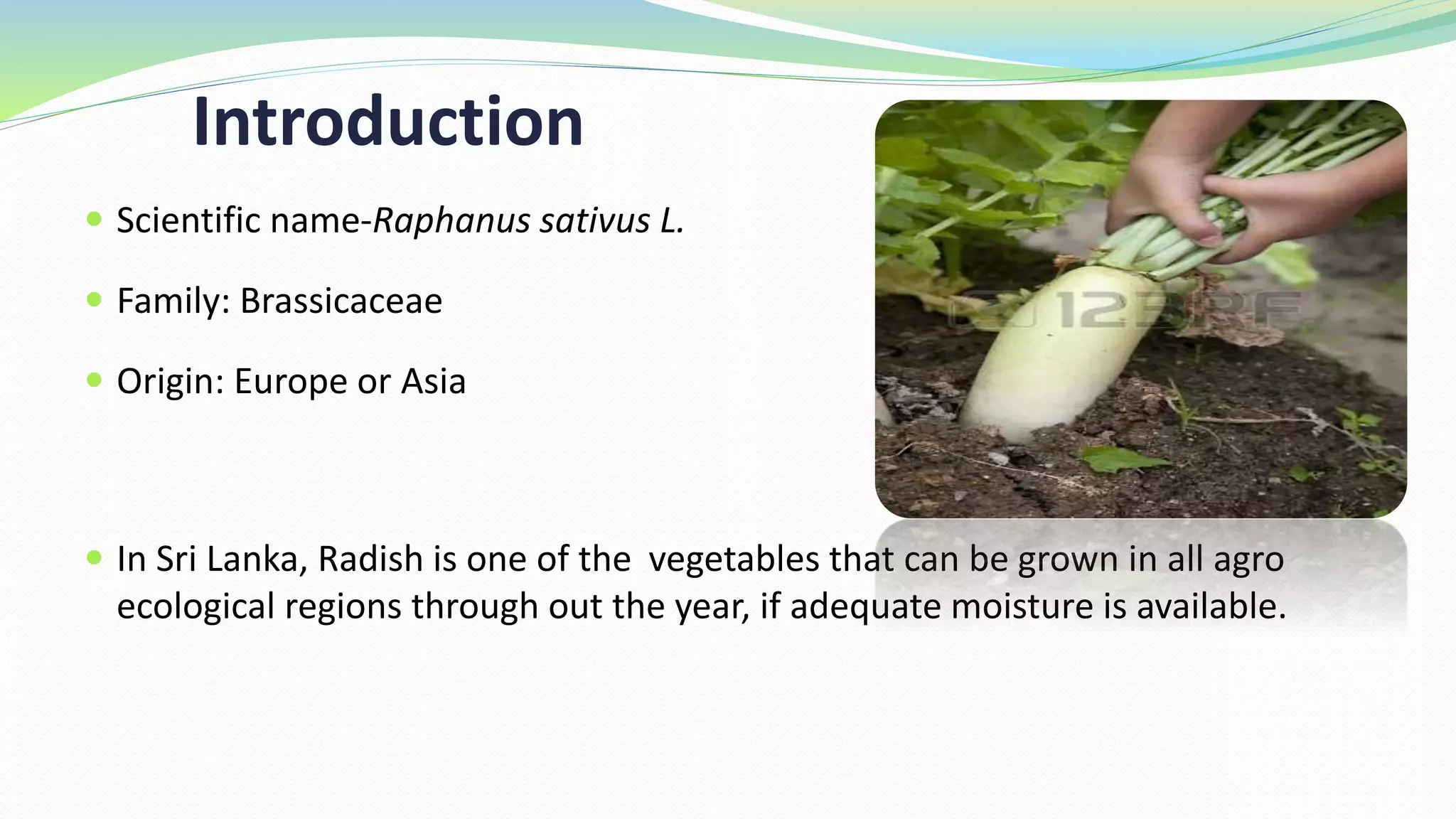 Radish | PPTX