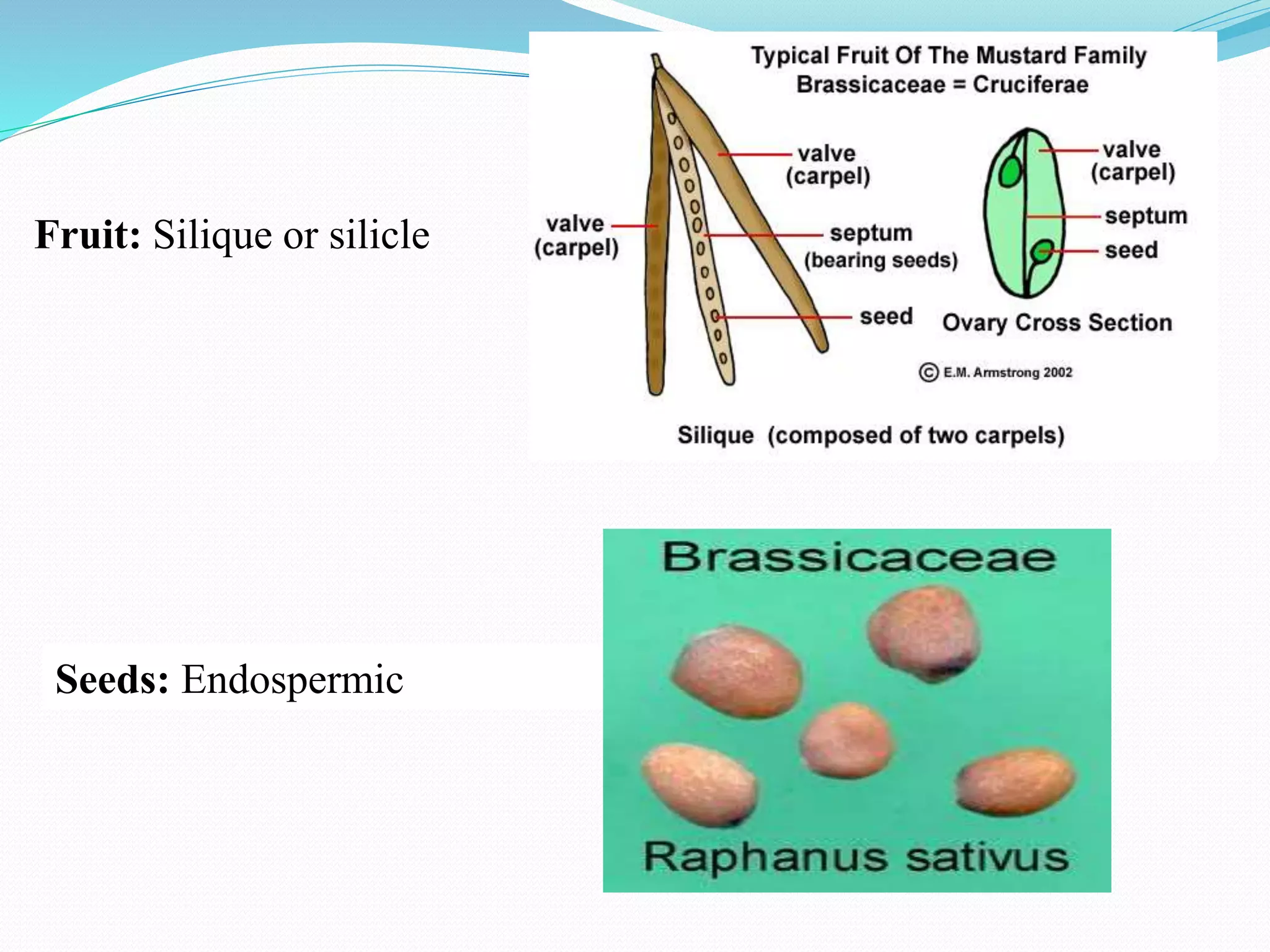Botanical description of species Radish | PPTX