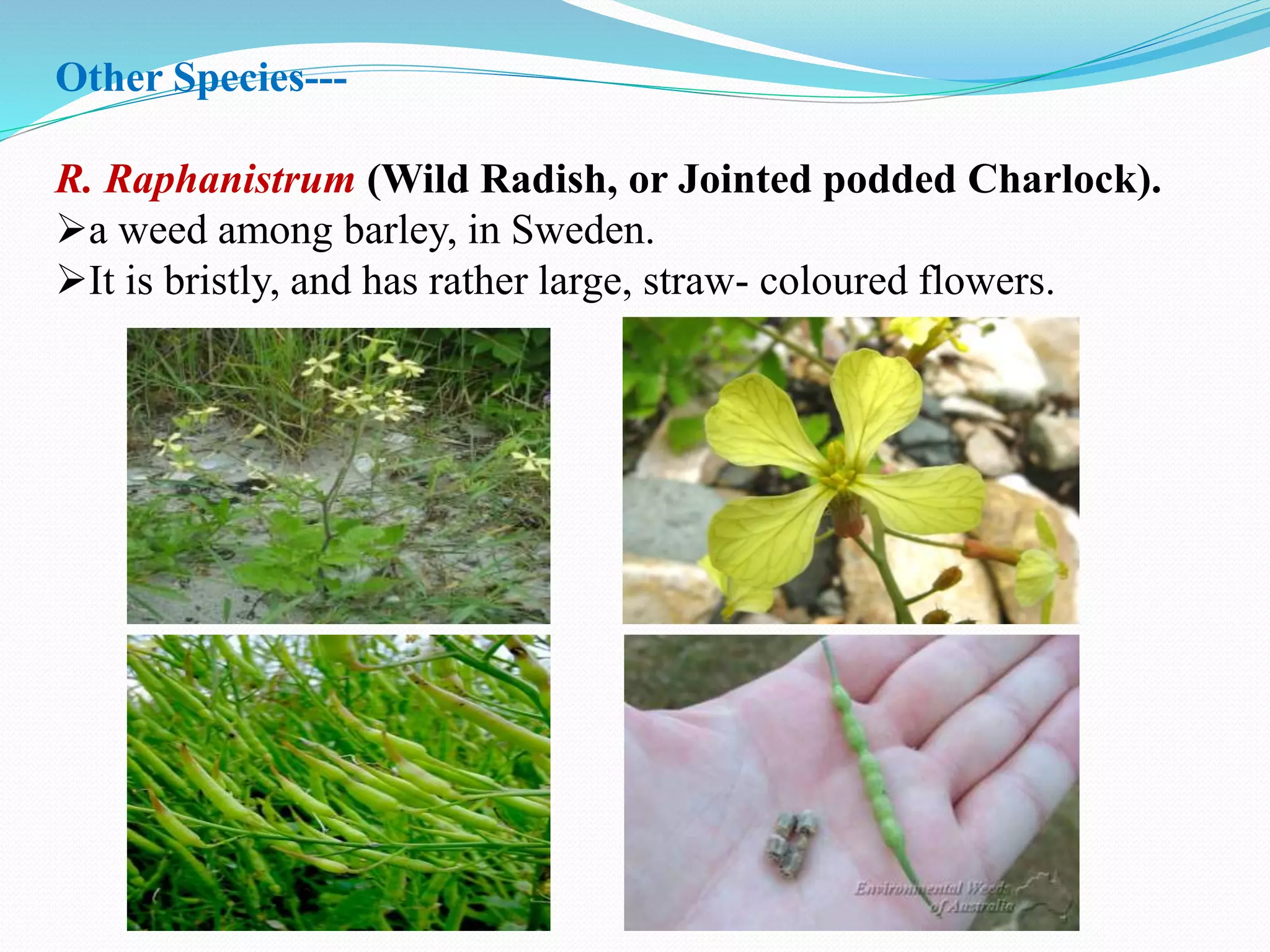 Botanical description of species Radish | PPTX