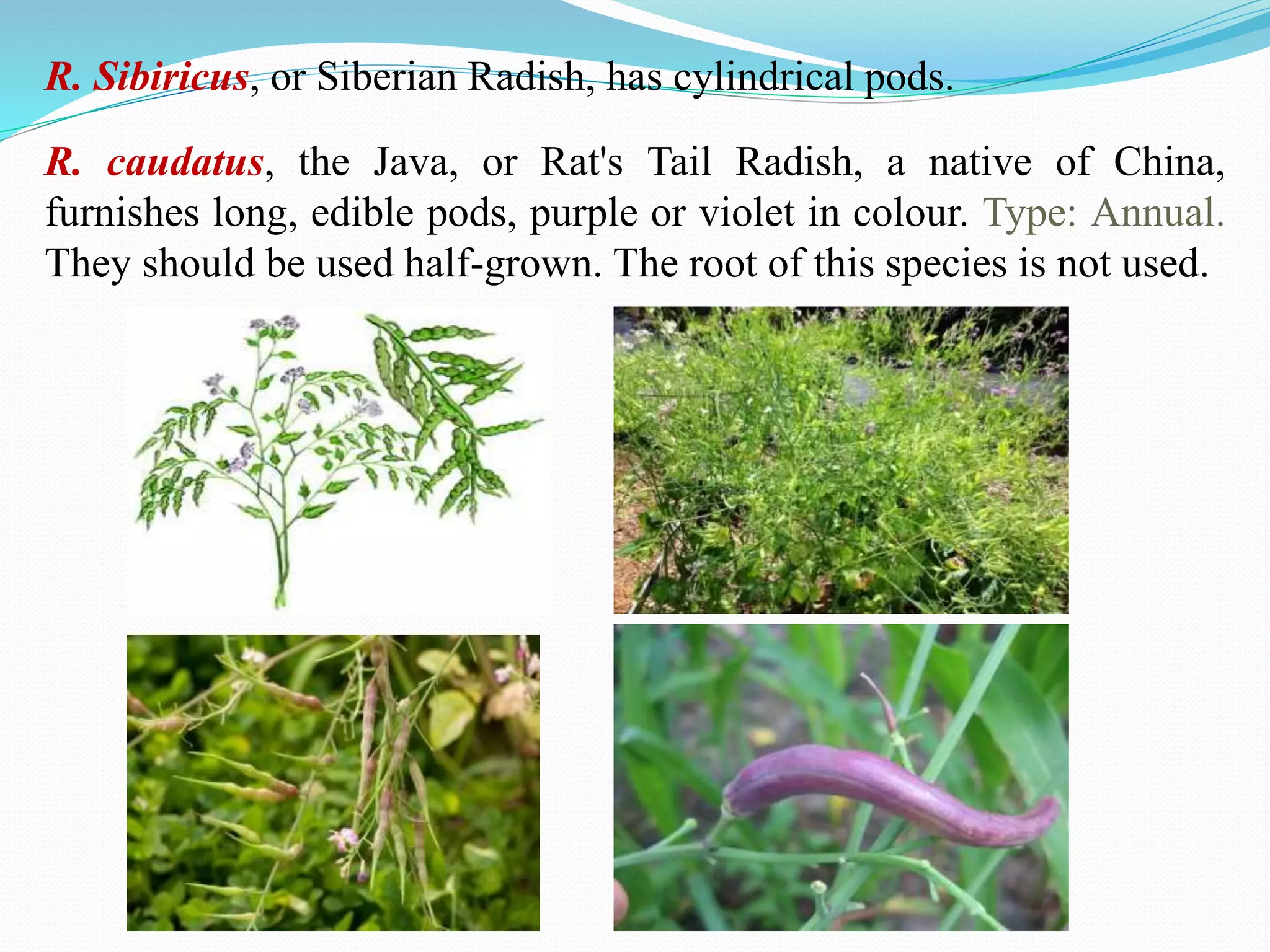 Botanical description of species Radish | PPTX