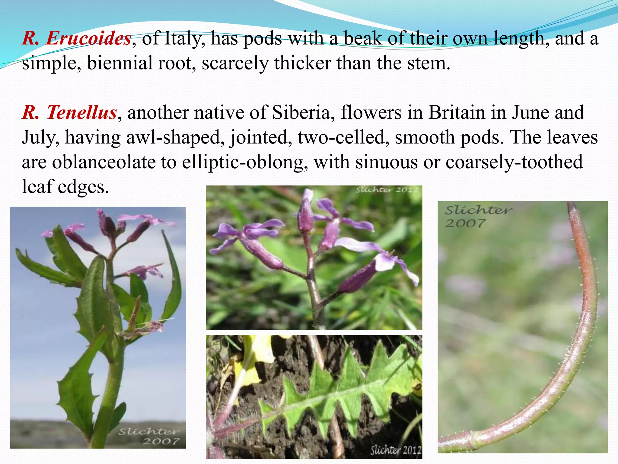 Botanical description of species Radish | PPTX