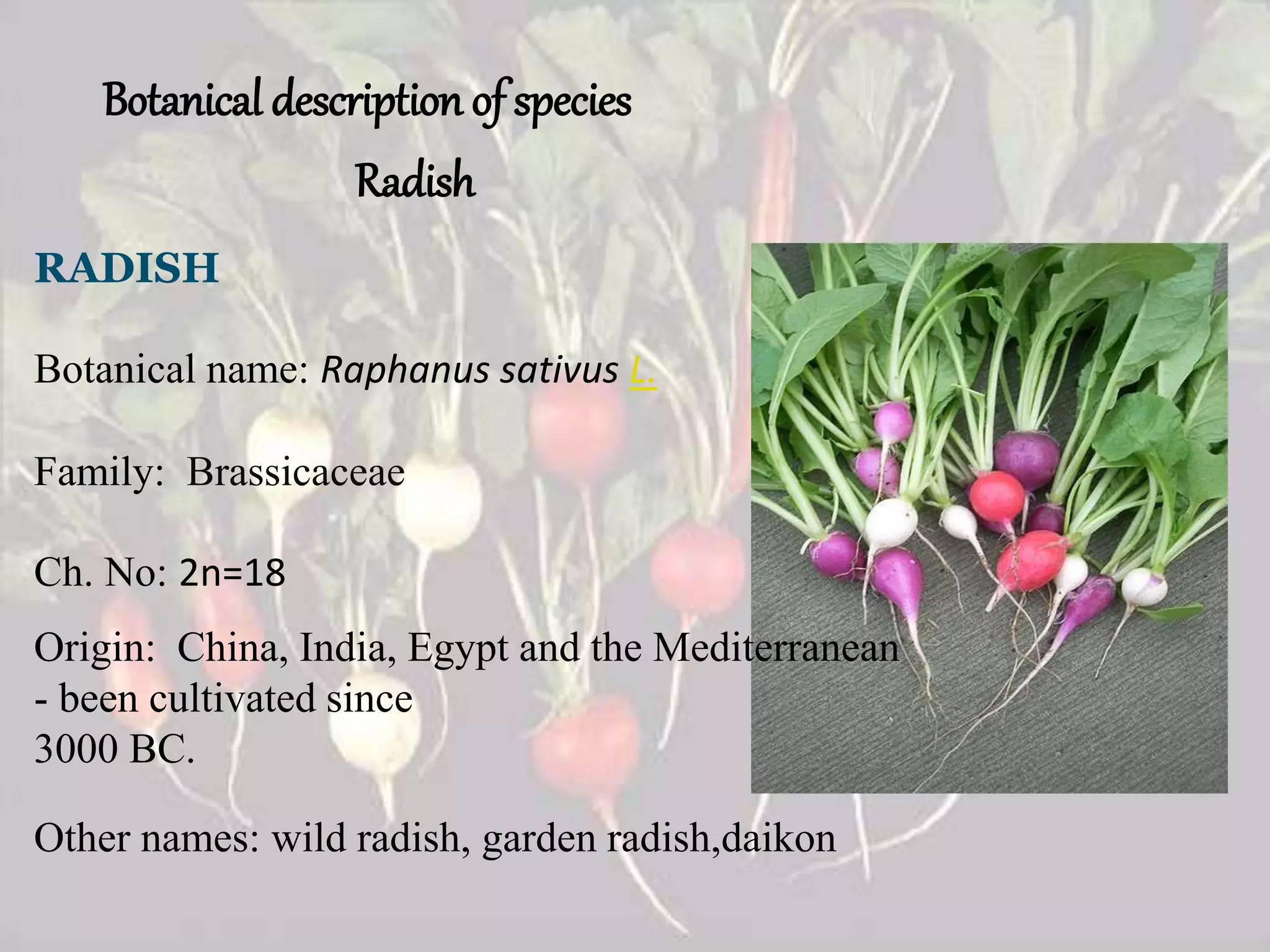 Botanical description of species Radish | PPTX