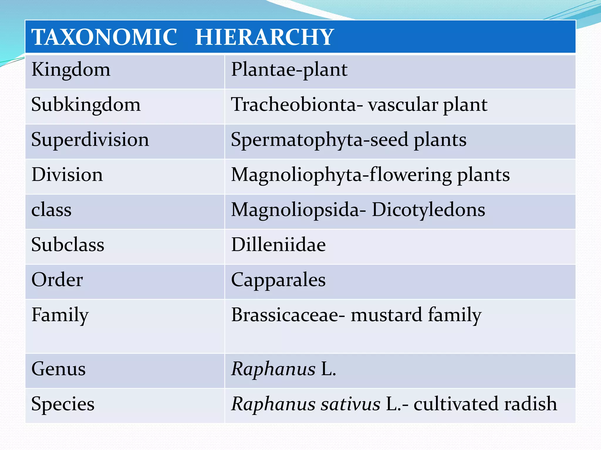 Botanical description of species Radish | PPTX