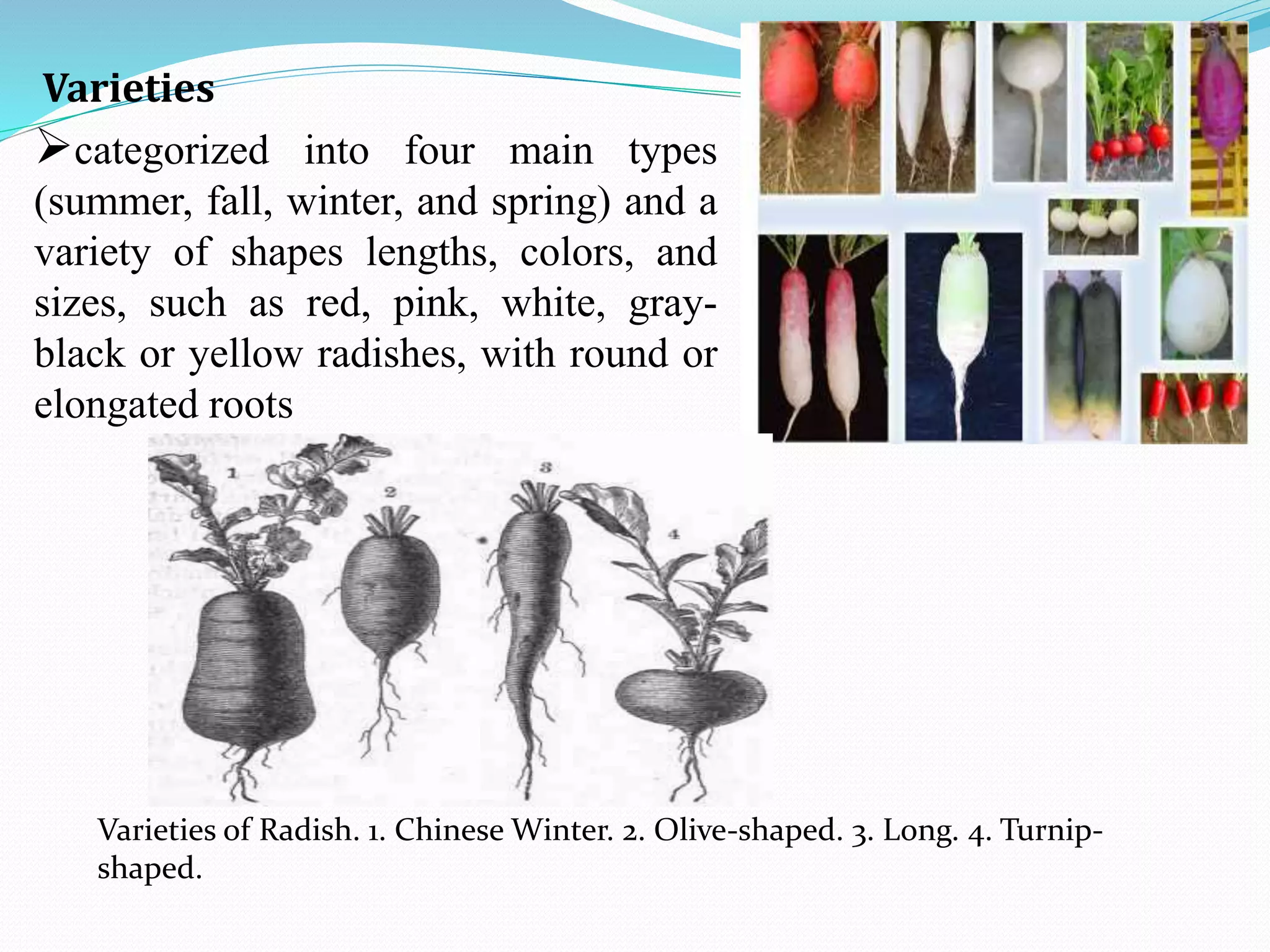 Botanical description of species Radish | PPTX