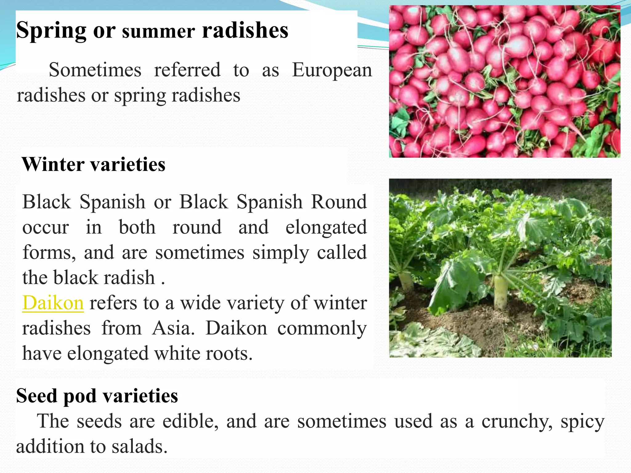 Botanical description of species Radish | PPTX