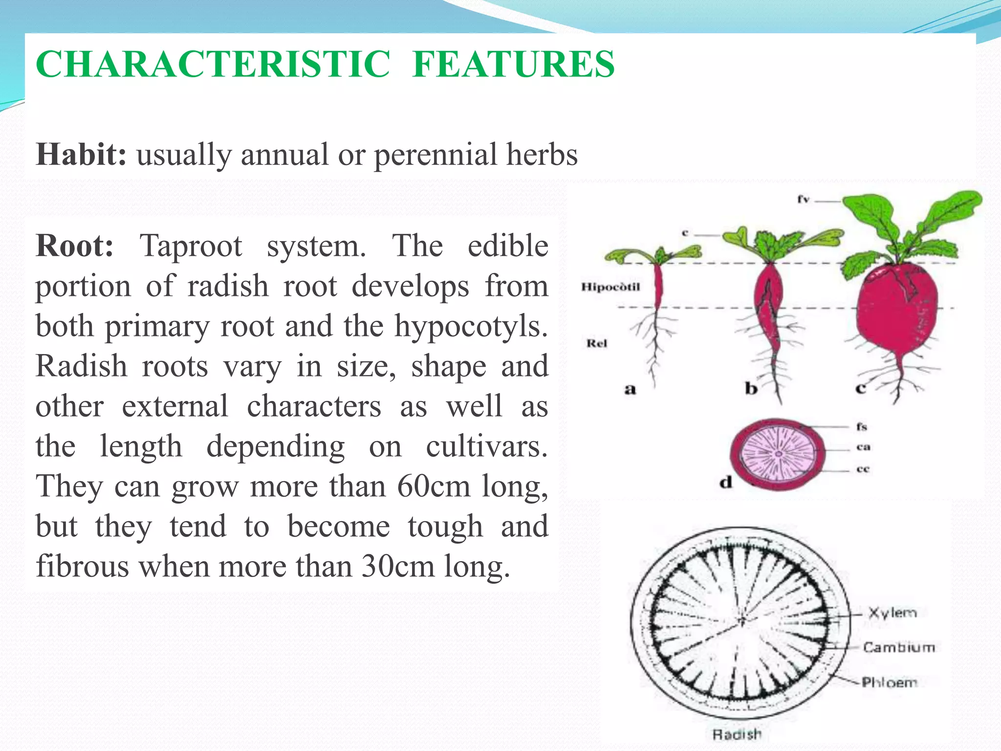 Botanical description of species Radish | PPTX