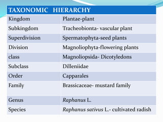 Botanical description of species Radish | PPTX