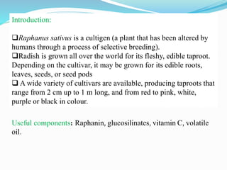 Botanical description of species Radish | PPTX