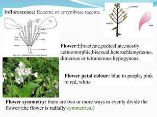 Botanical description of species Radish | PPTX