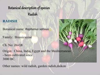 Radish Seed Structure