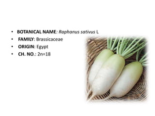 Radish | PPTX