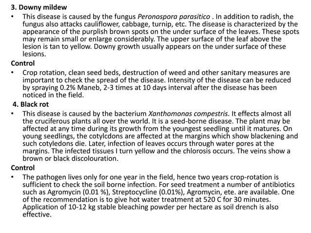 Radish | PPTX | Agriculture | Industries