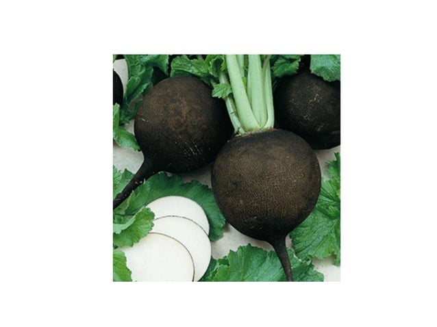 Radish | PPTX | Agriculture | Industries