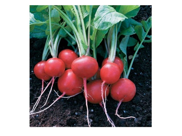 Radish | PPTX | Agriculture | Industries