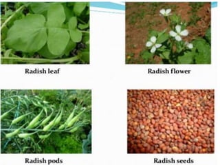 Radish | PPT
